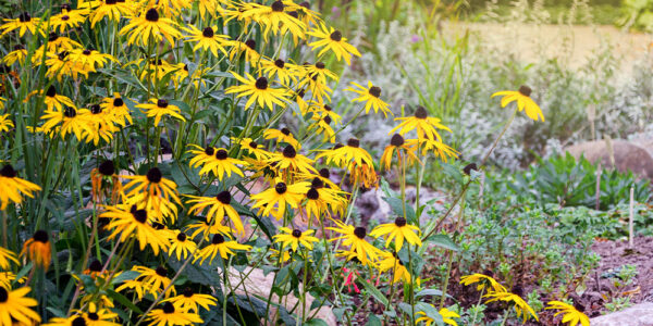 How to Grow Wildflower Cutting Gardens • Windsor Greenhouse