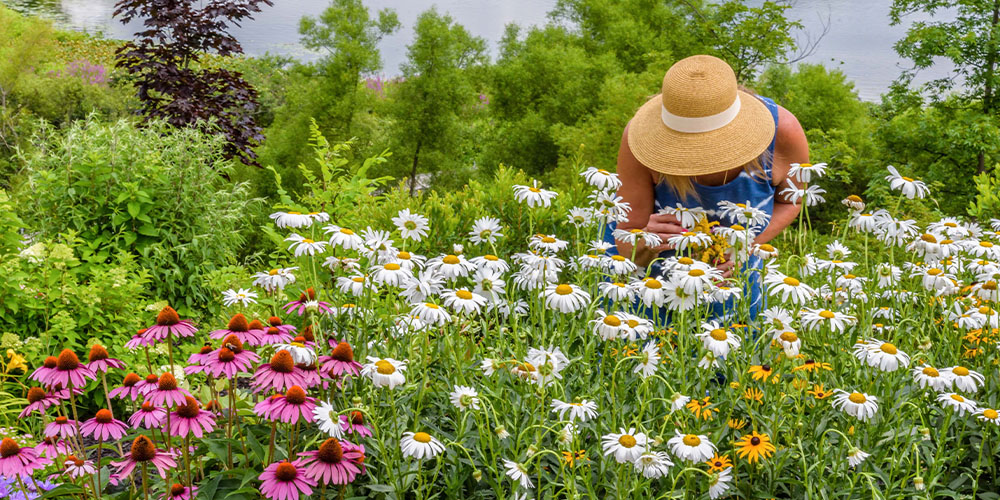 How to Grow Wildflower Cutting Gardens • Windsor Greenhouse