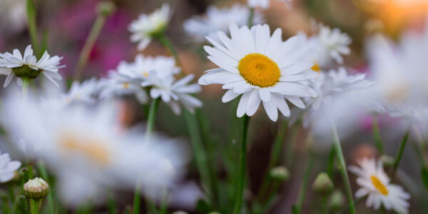 How to Grow Wildflower Cutting Gardens • Windsor Greenhouse