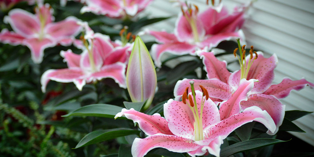 How to Grow Wildflower Cutting Gardens • Windsor Greenhouse